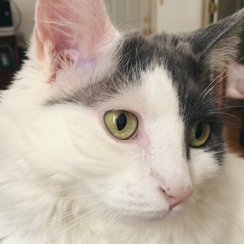 Videogame Cat of the Week: The Fabulous Screech / Remembering Hannah ...